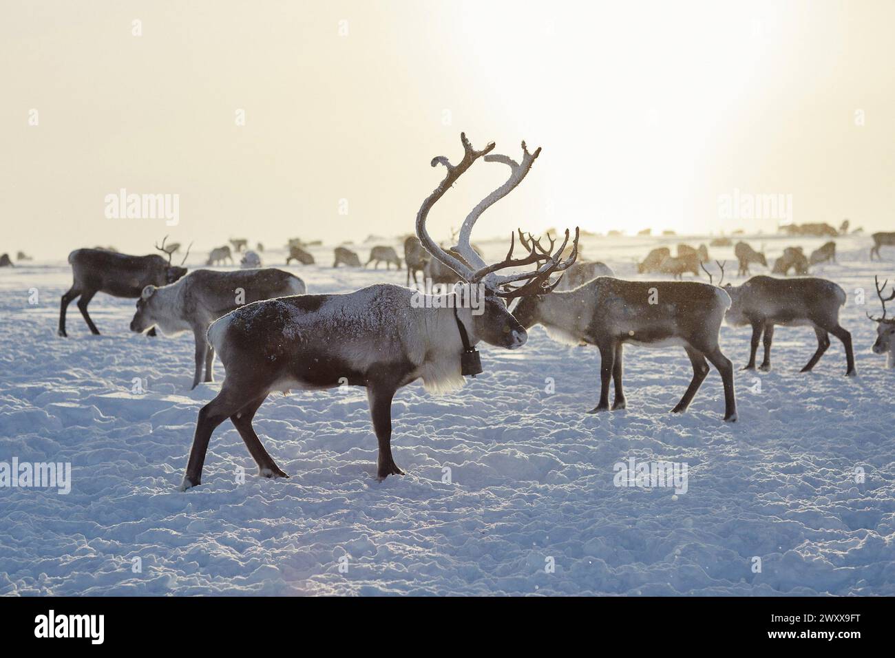 STOLEN, (aka STOLD), 2024. ph: Marie-Louise Somby / © Netflix ...