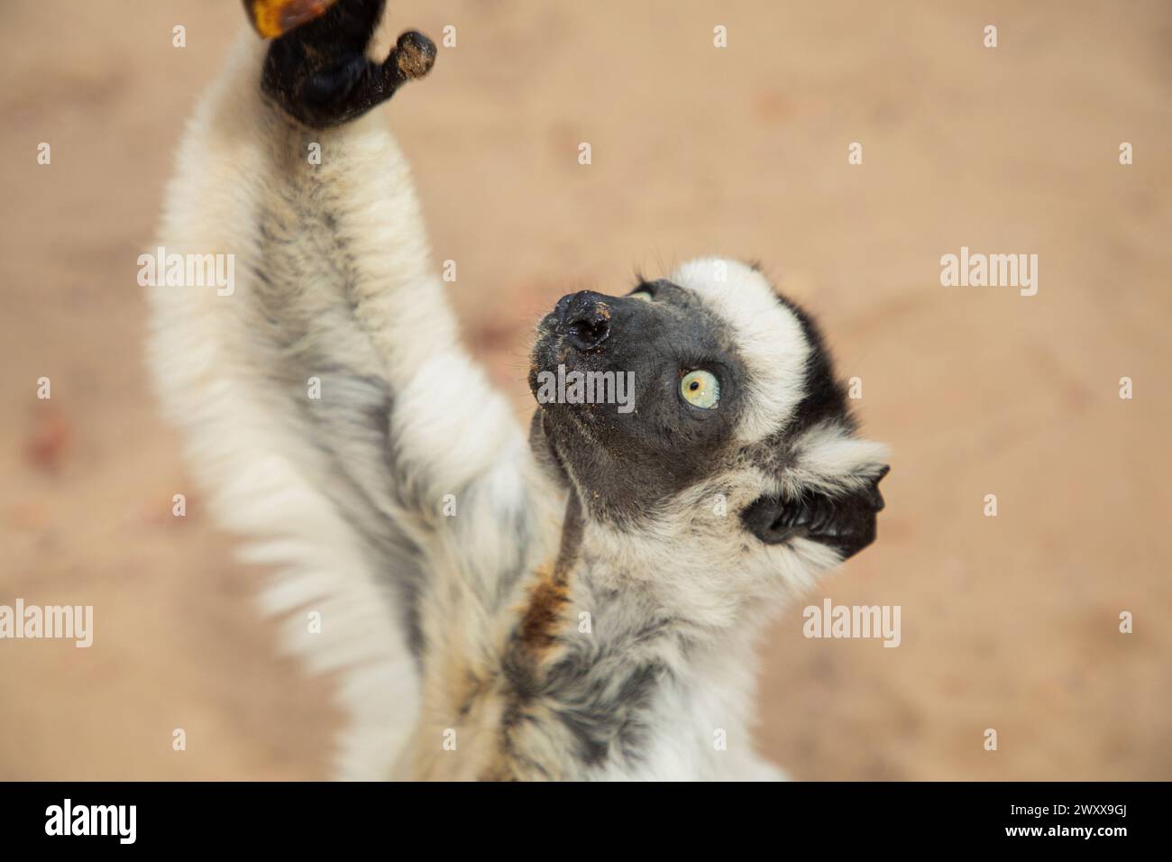 Verreaux's White sifaka with dark head on Madagascar island fauna. cute ...