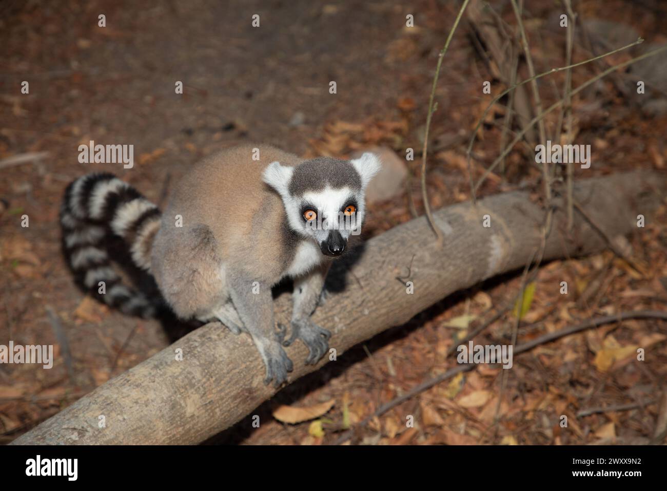 Ring-tailed lemur on Madagascar island fauna, in natural habitat. cute ...