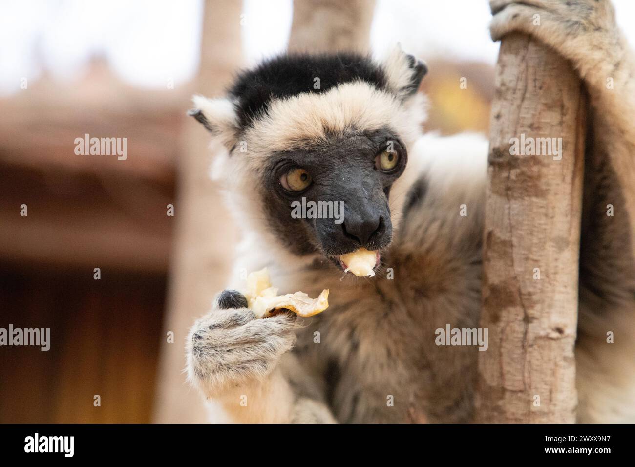 Verreaux's sifaka in Kimony hotel park. White sifaka with dark head on ...