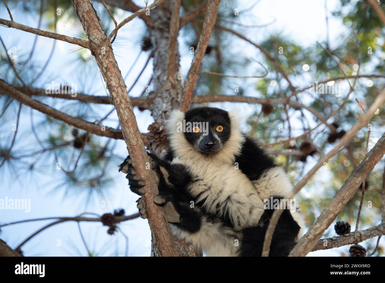 black and white ruffed lemur in its natural habitat, Madagascar. cute ...