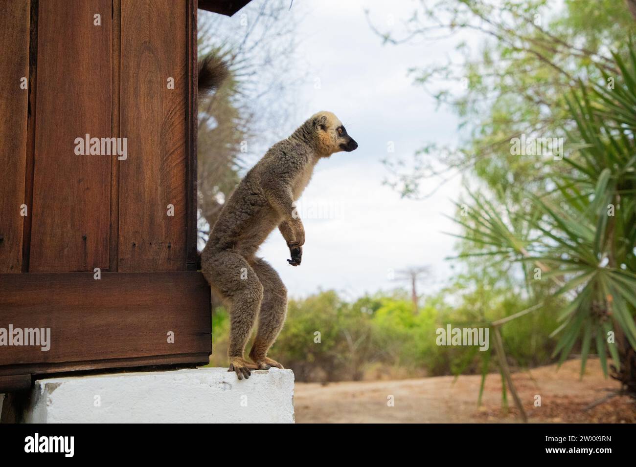 Cute Common brown lemur (Eulemur fulvus) with orange eyes. Endangered ...