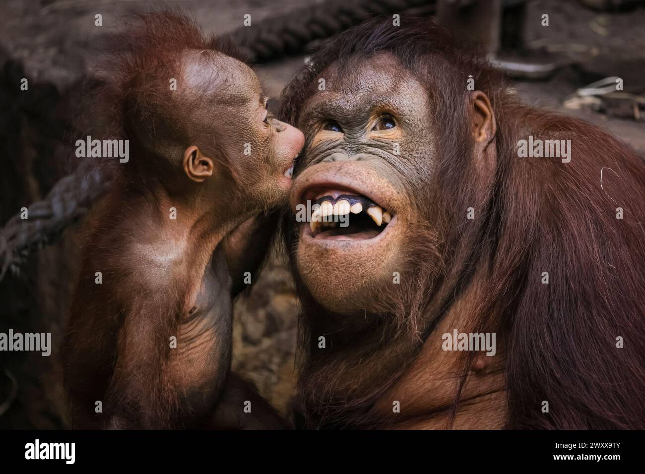 Breeding apes hi-res stock photography and images - Alamy