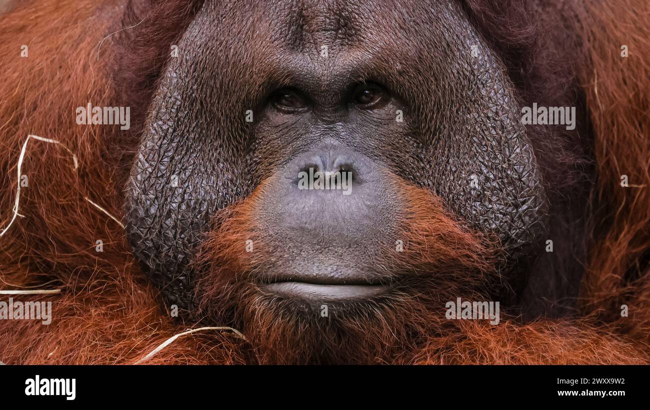 Münster, NRW, Germany. 02nd Apr, 2024. Male Ramon, who is now 25 ...