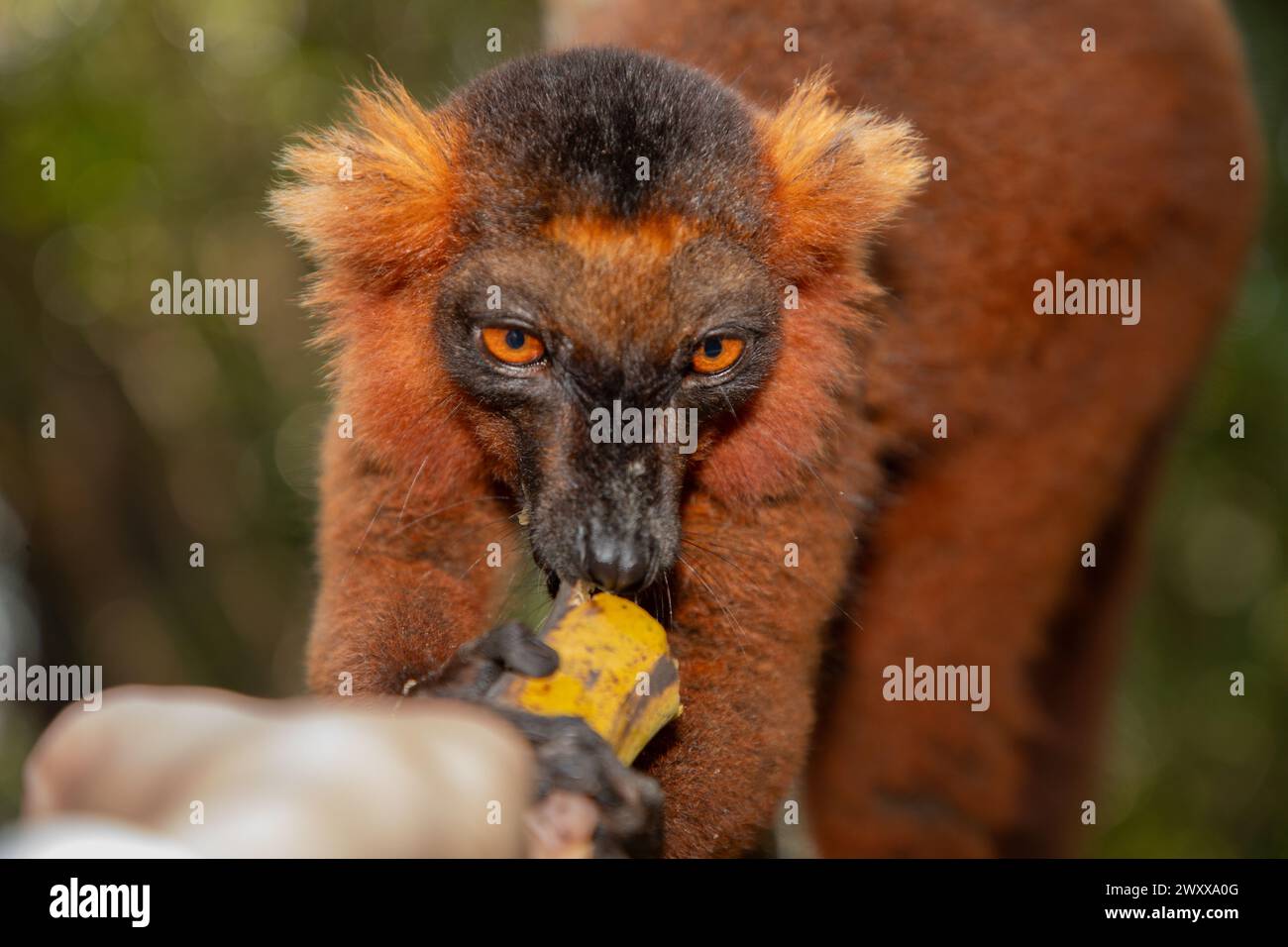 Red lemur (Eulemur Coronatus), endemic animal from Madagascar ...