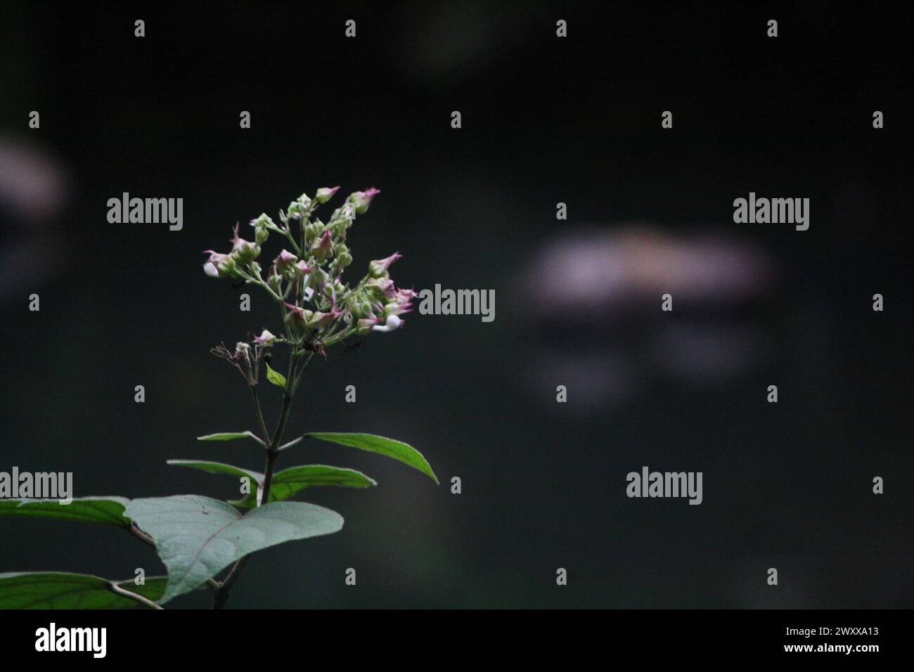 A tiny flower in shadow on a leafy stem Stock Photo - Alamy