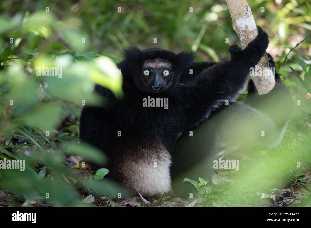 Lemur Indri indri, babakoto black and white largest lemur from ...