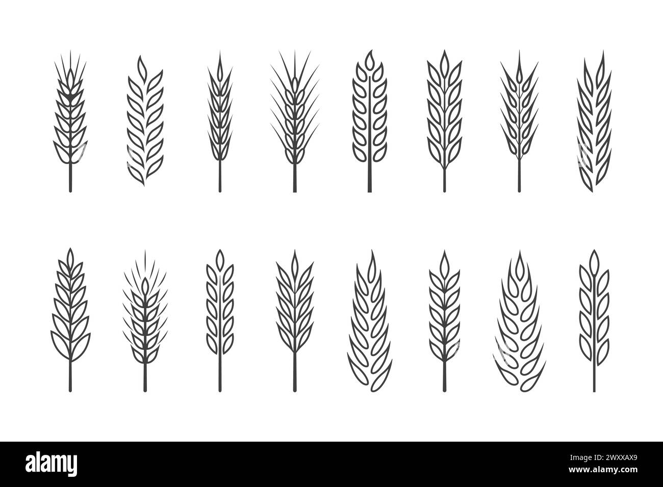 Flat Vector Agriculture Wheat, Cereal Ear Icon Set Isolated. Organic ...