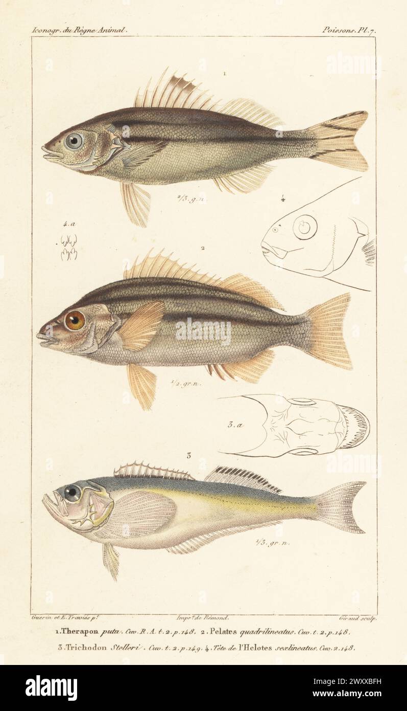 Pelates quadrilineatus hi-res stock photography and images - Alamy