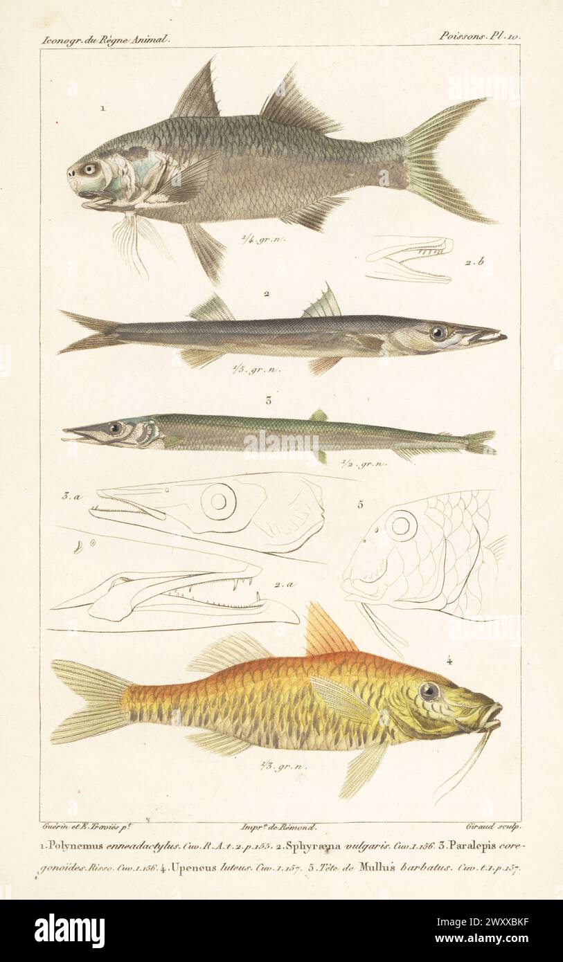 Poisson National Des Bahamas