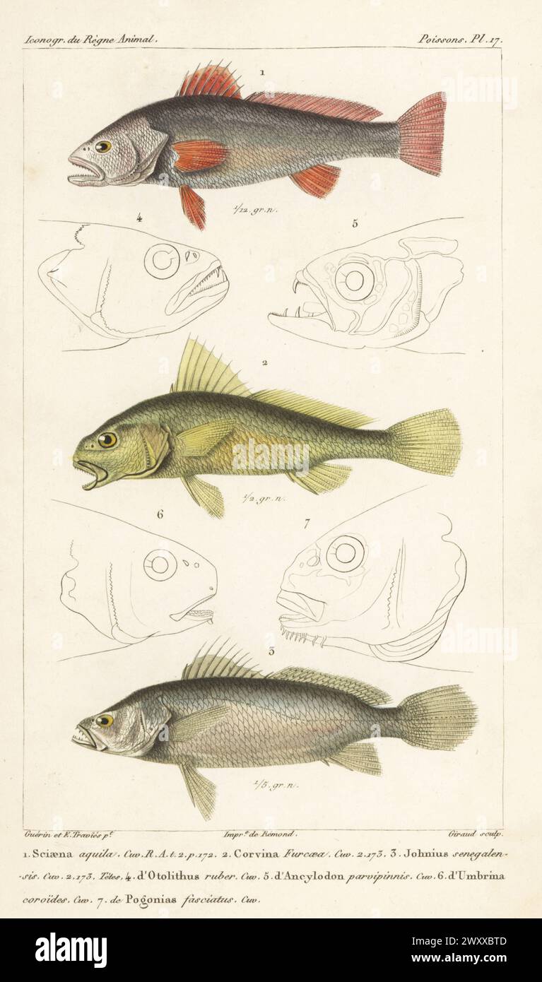 Johnius senegalensis hi-res stock photography and images - Alamy