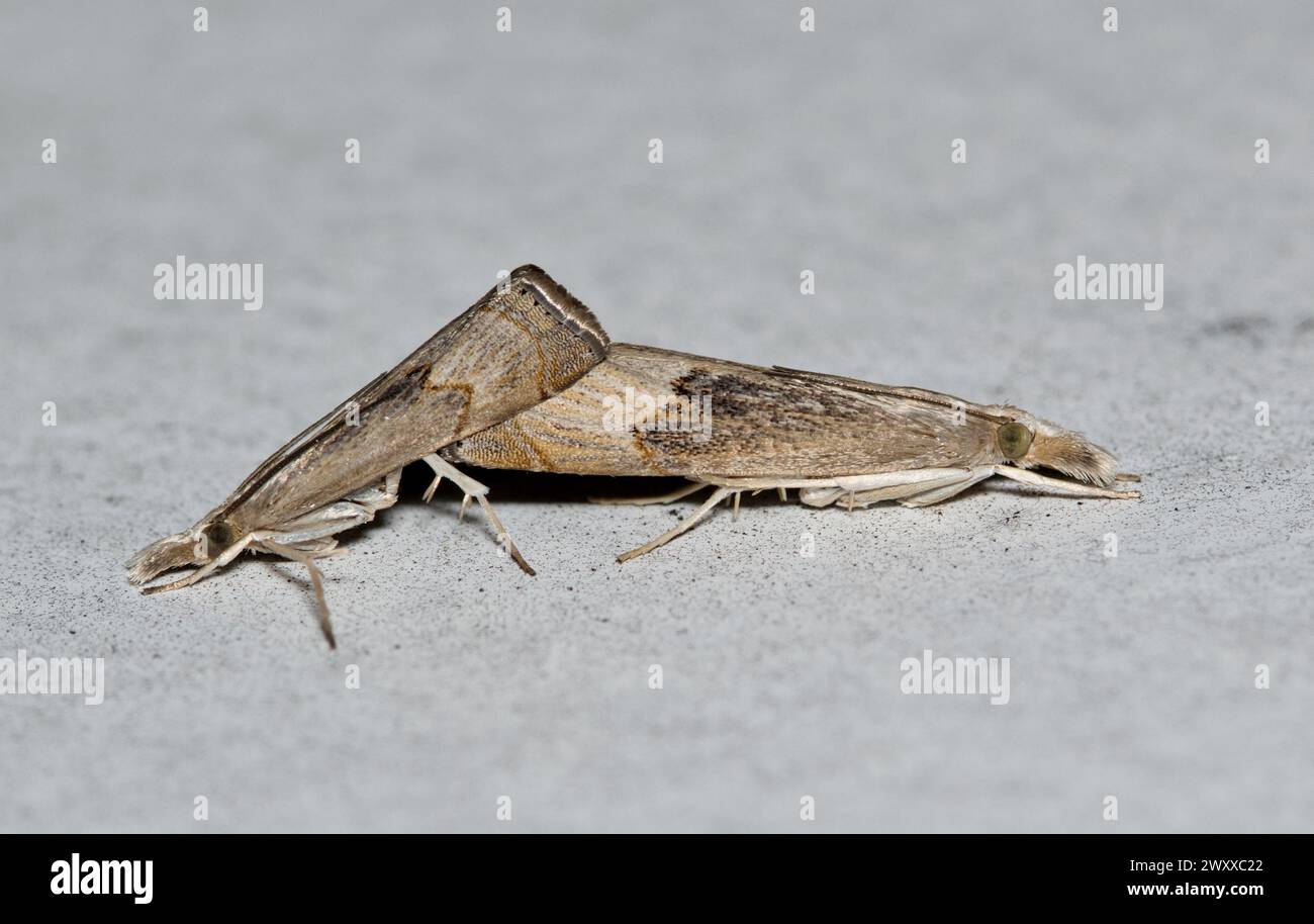 Bluegrass webworm moths mating (Parapediasia teterrellus) insect ...