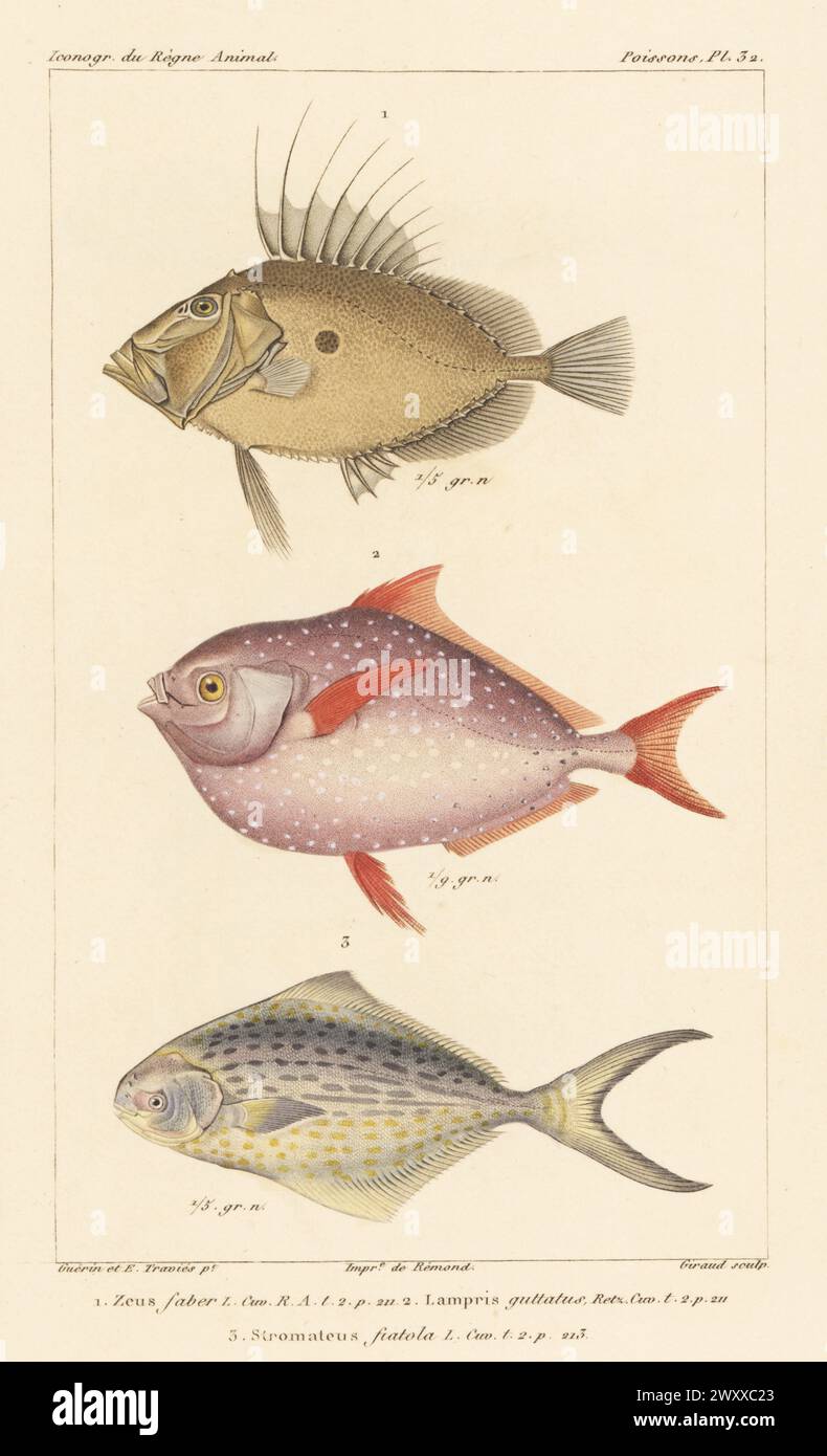 John Dory, Zeus faber 1, opah, Lampris guttatus 2, and blue butterfish ...