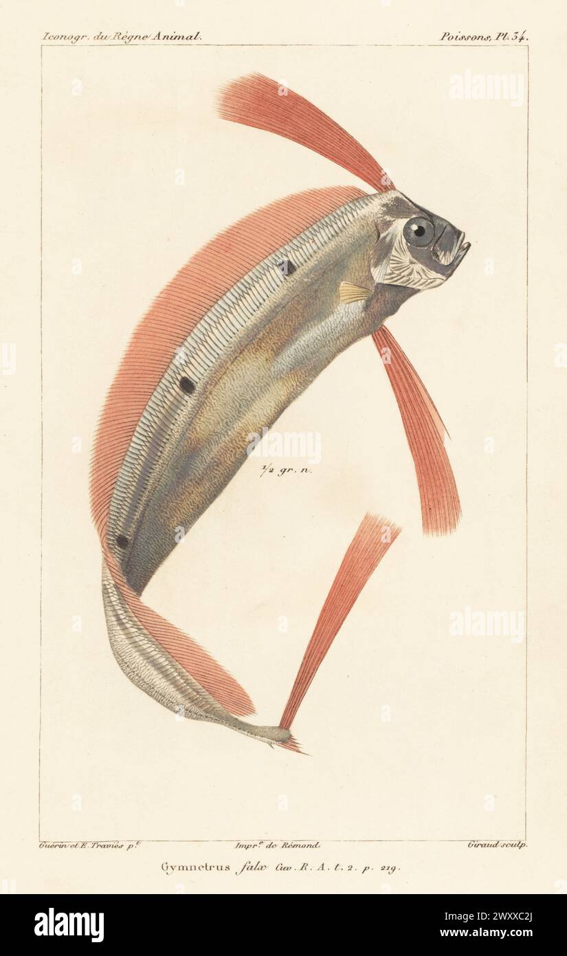Ribbonfish, Trachipterus trachypterus (Gymnetrus falx). Handcoloured ...