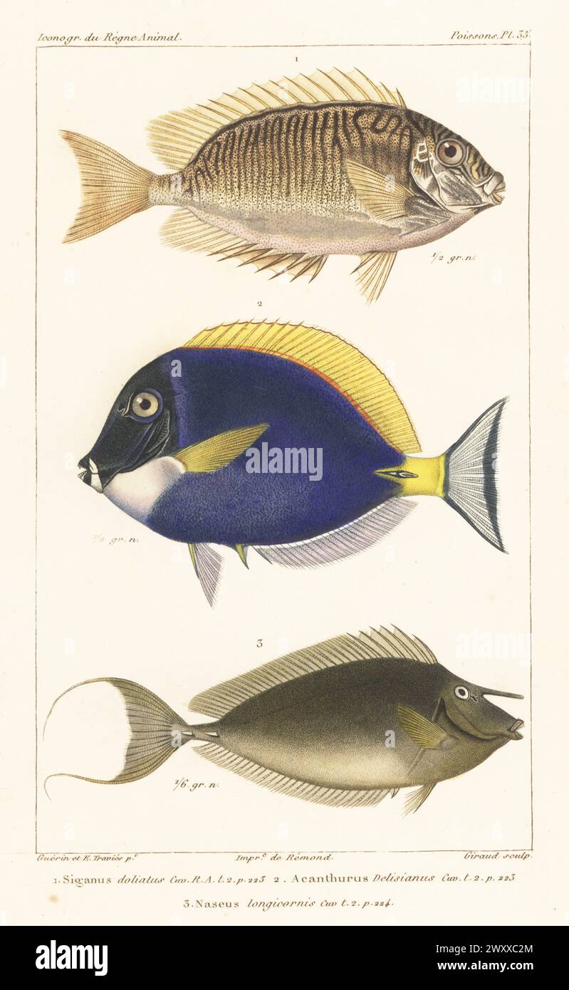 Barred spinefoot, Siganus doliatus 1, blue surgeonfish, Acanthurus ...