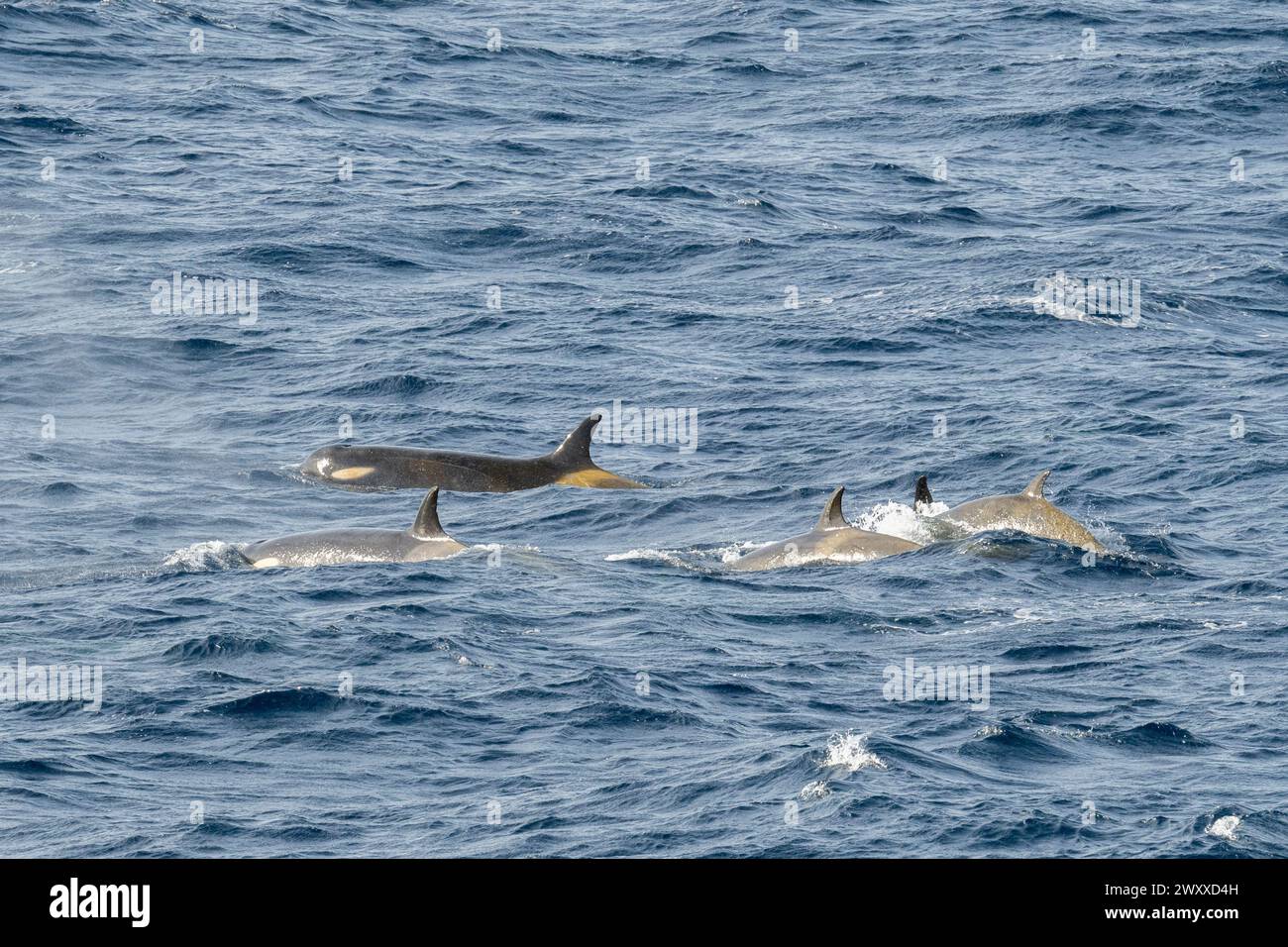 Ross sea killer whale hi-res stock photography and images - Alamy