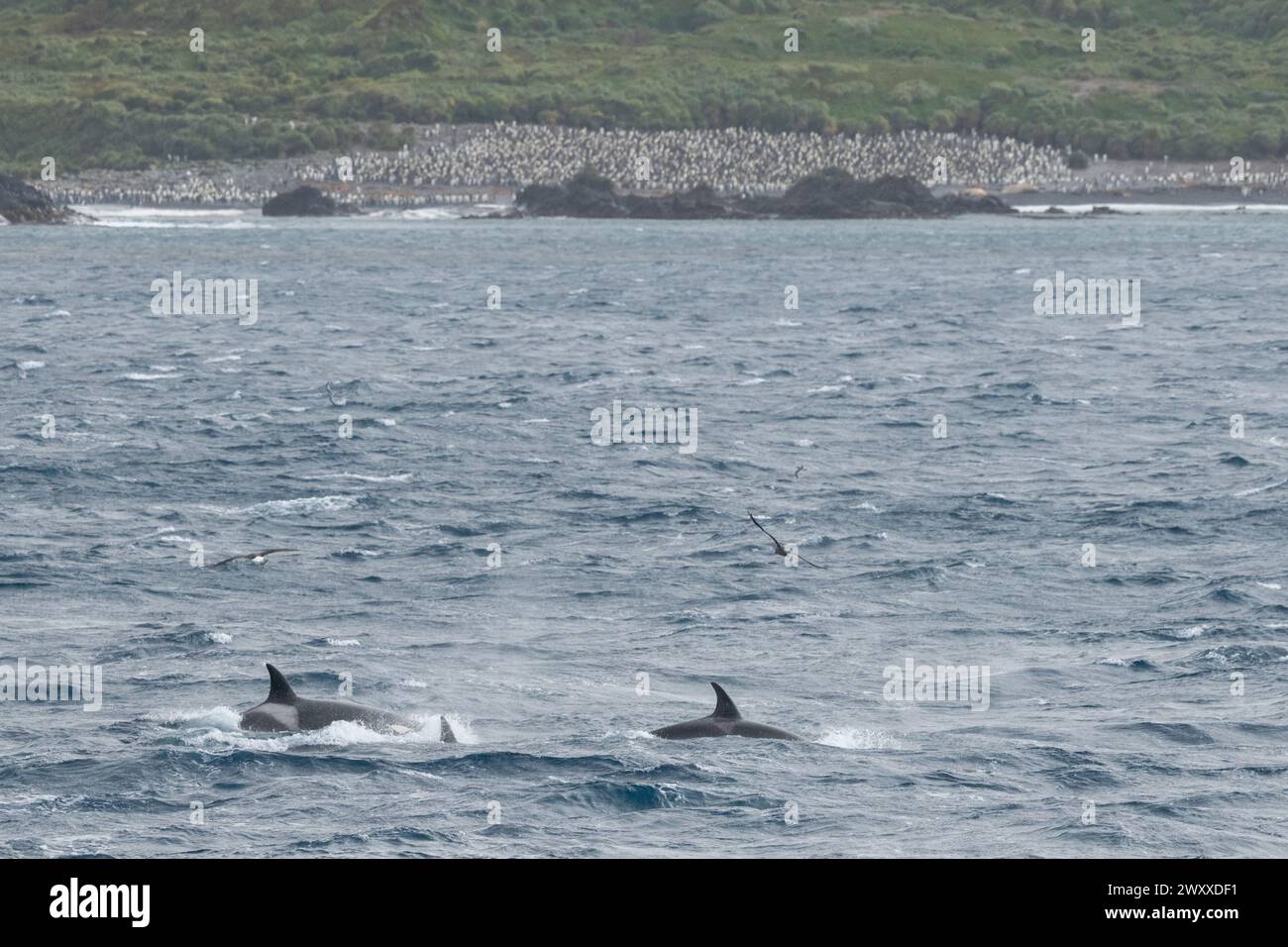 Australia, Tasmania, Subantarctic Islands, Macquire Island (UNESCO ...