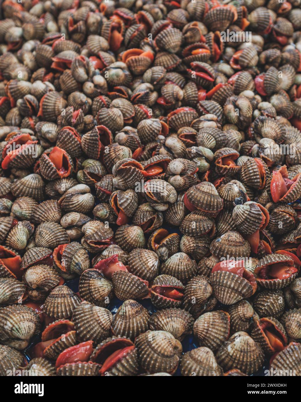 A pile of seashells in various shapes, sizes, and colors. The shells ...