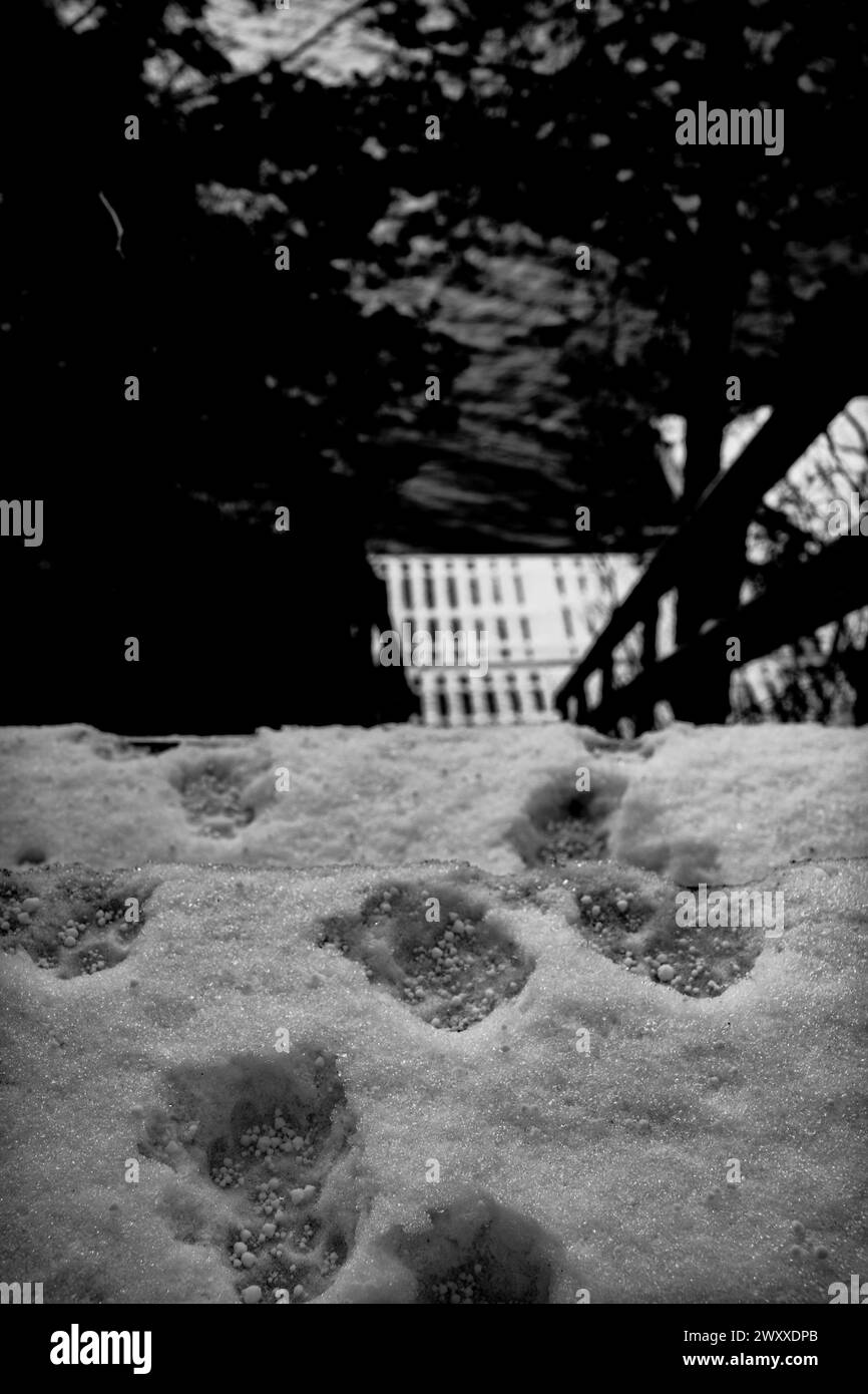 Wildlife photography prints hi-res stock photography and images - Alamy