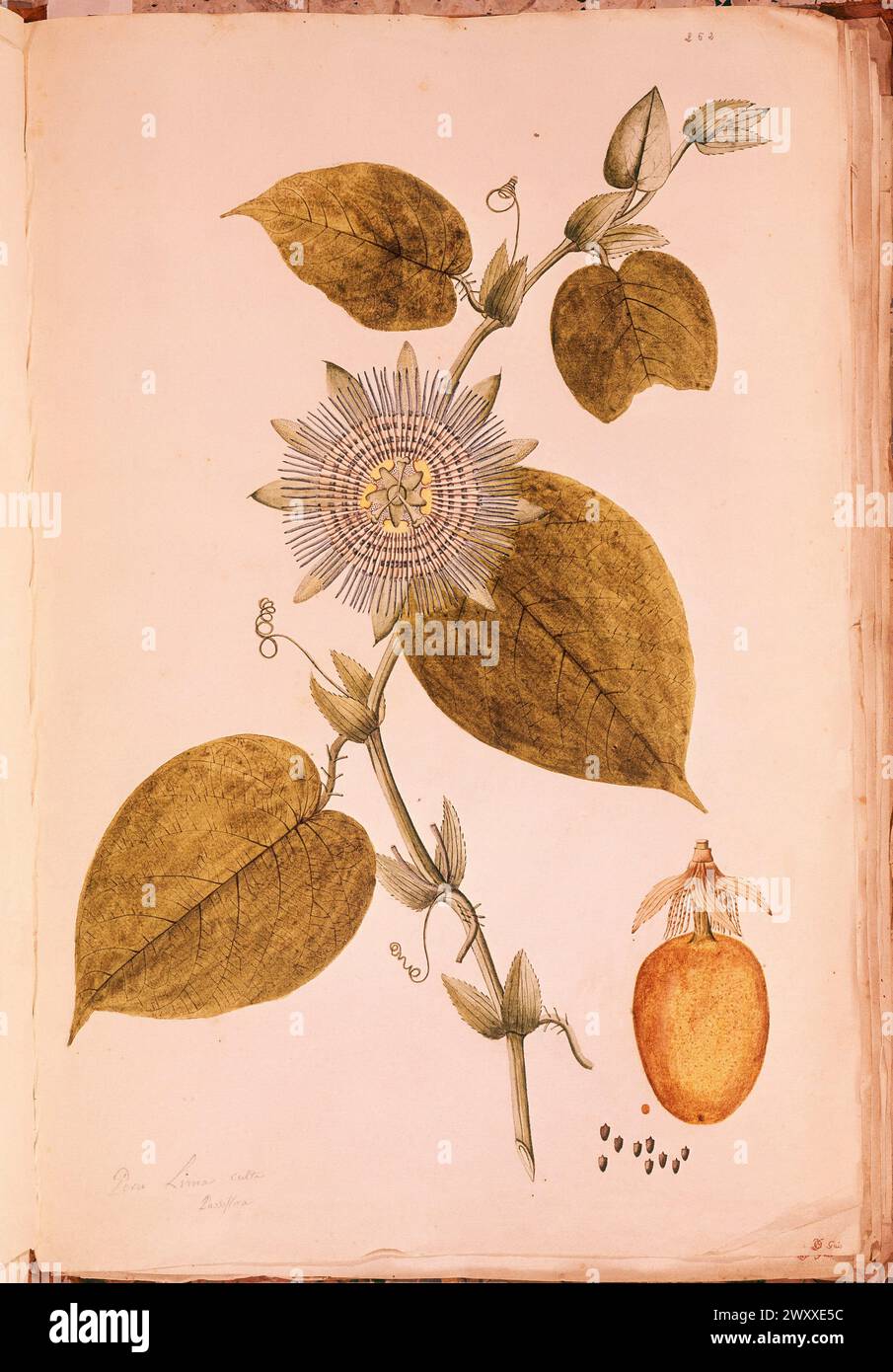 LAMINA-PASSIFLORA -PERU - LIMA CULTA. Location: JARDIN BOTANICO-DIBUJOS ...