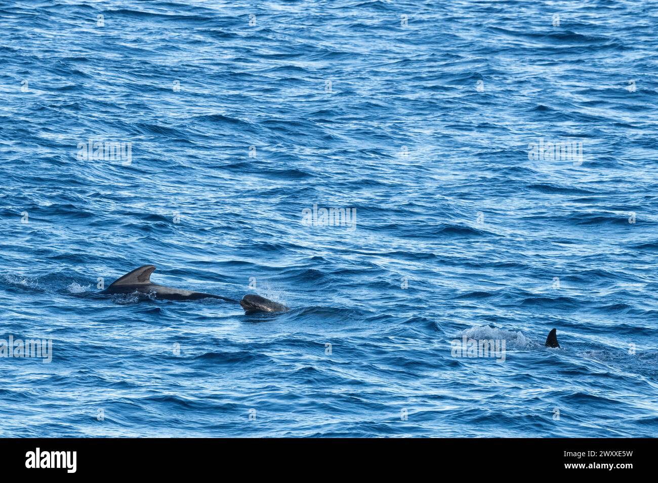 Australia, Tasmania, near Macquire Island. Pod of long-finned pilot ...