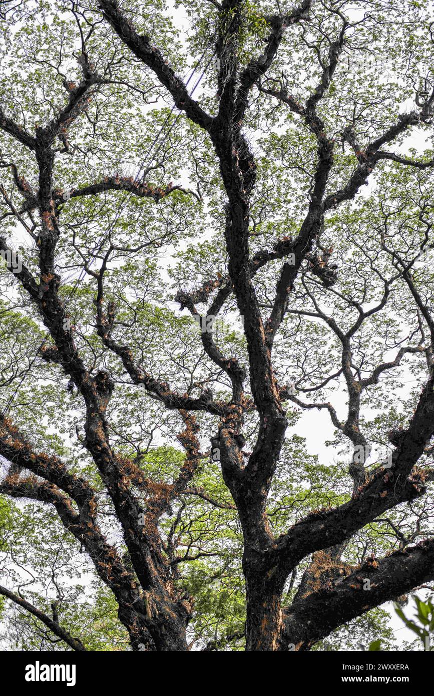 Chittagong elevated expressway ramp hi-res stock photography and images ...