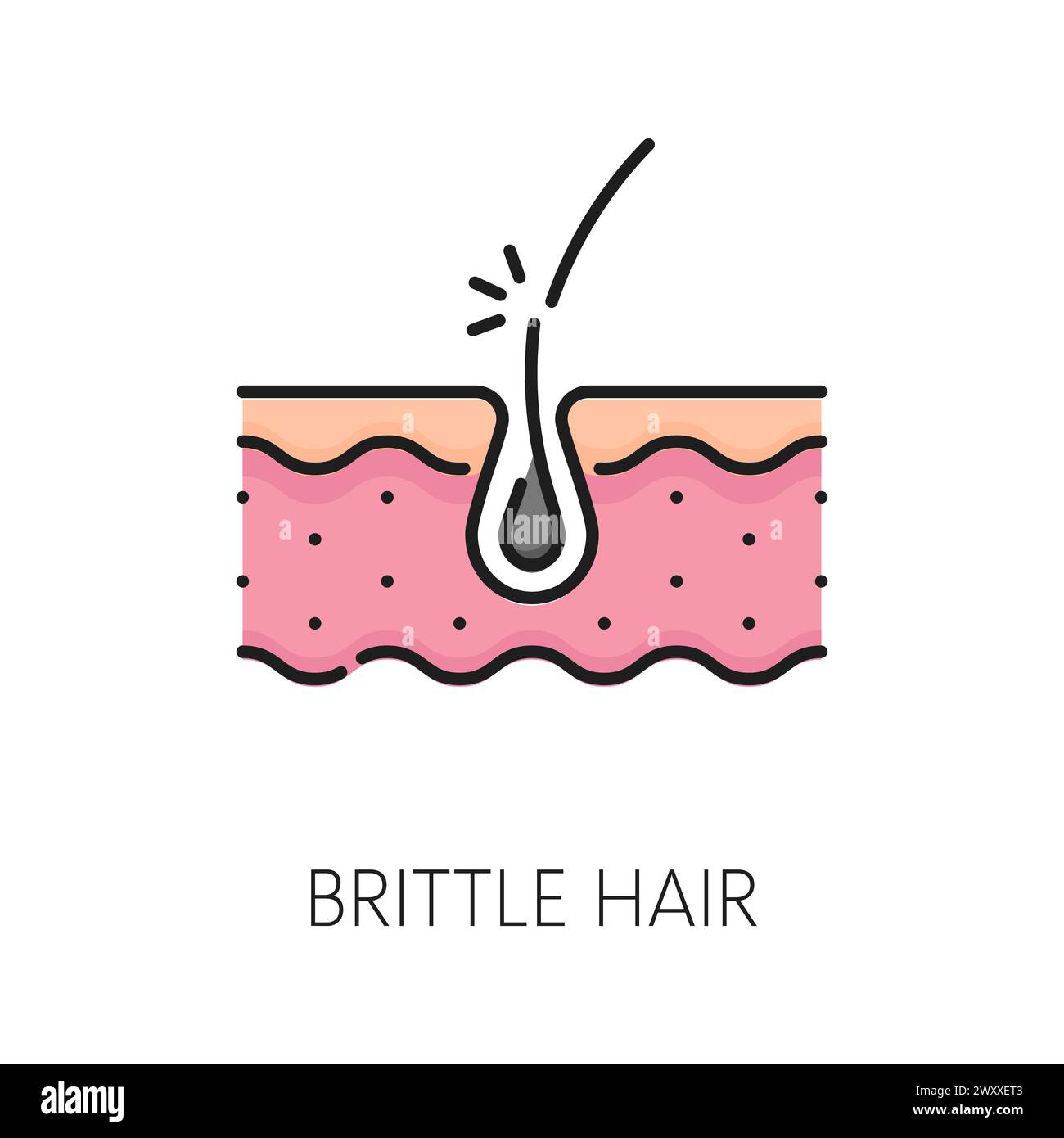 Brittle hair color line icon for hair health and follicle treatment ...