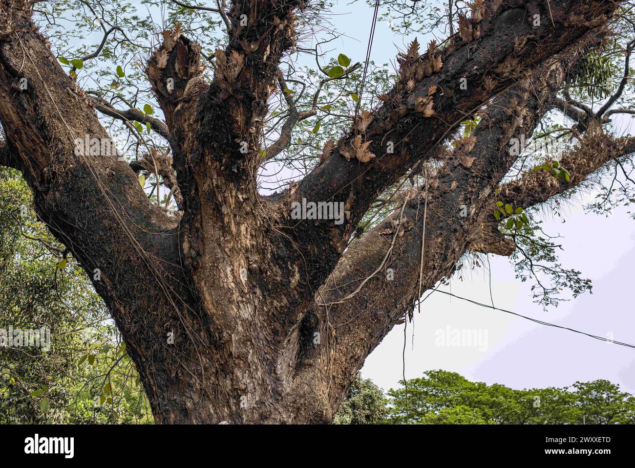 Chittagong elevated expressway ramp hi-res stock photography and images ...