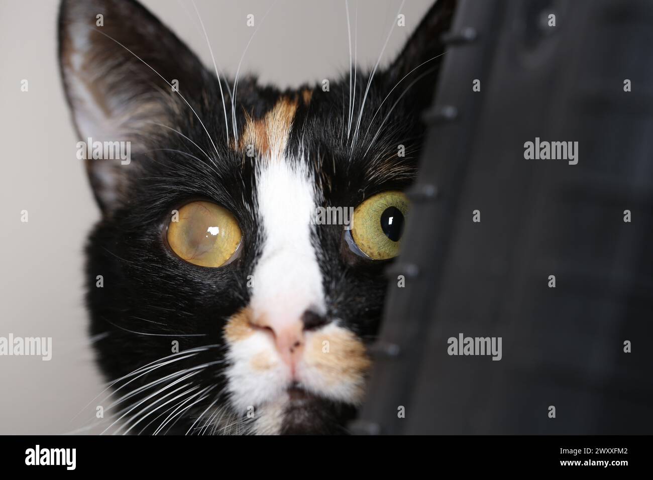 Cute cat with corneal opacity in eye on light grey background, closeup Stock Photo - Alamy