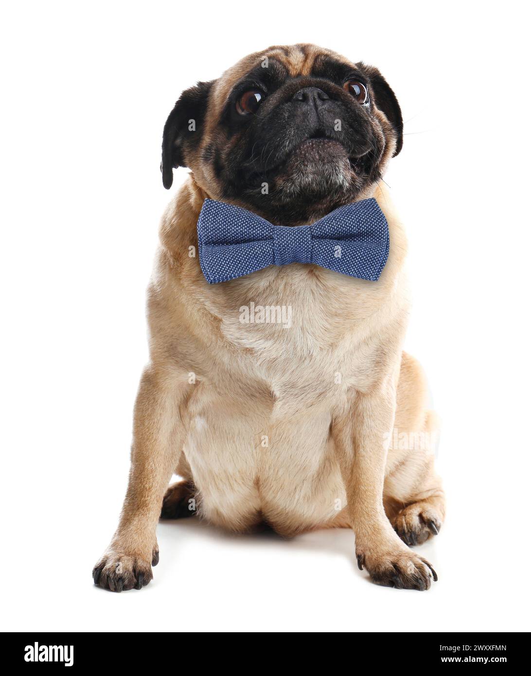 Cute Pug with bow tie on white background Stock Photo - Alamy