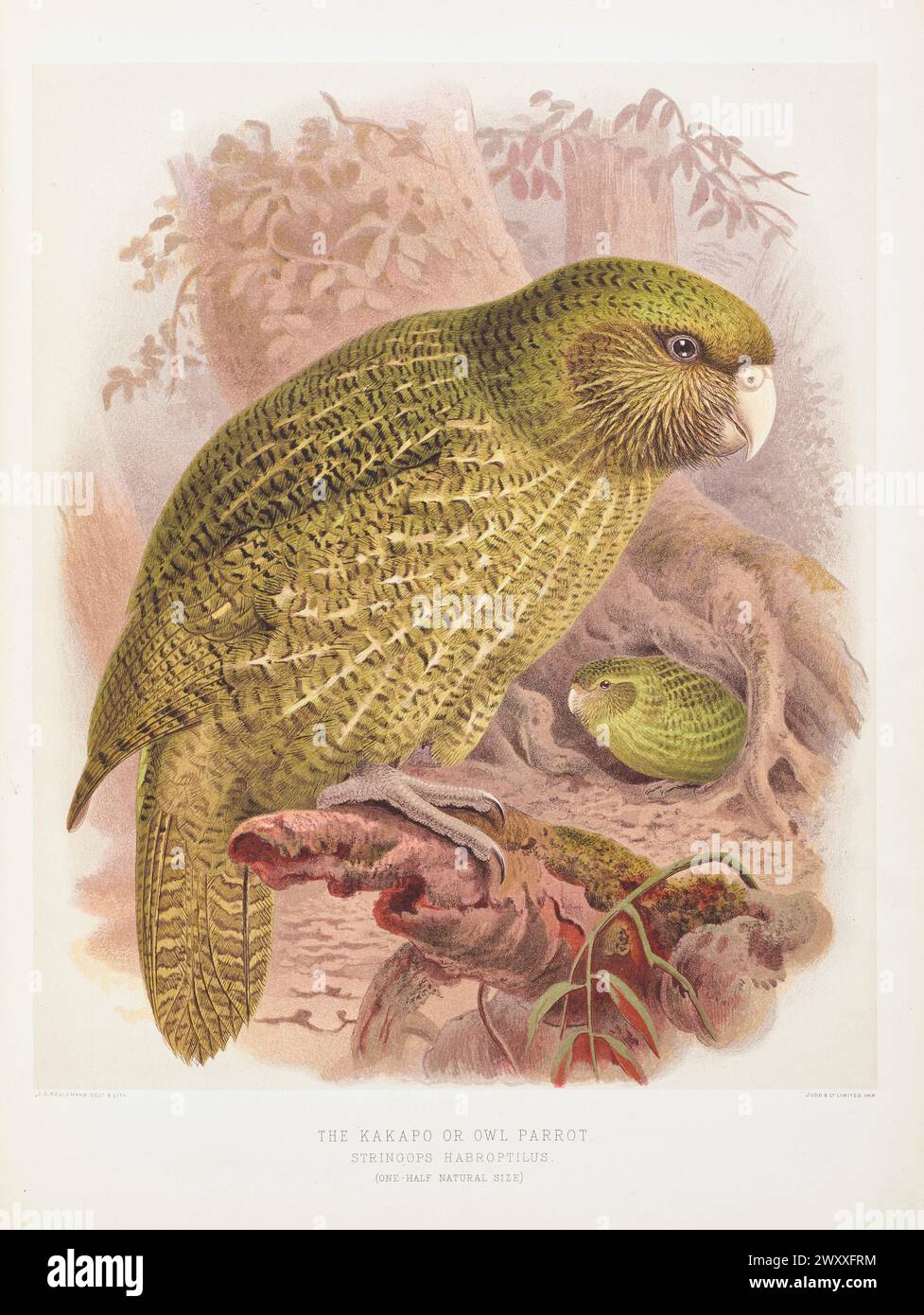 Kakapo Voando Póster For Sale Con La Obra «Aves De Nueva Zelanda: