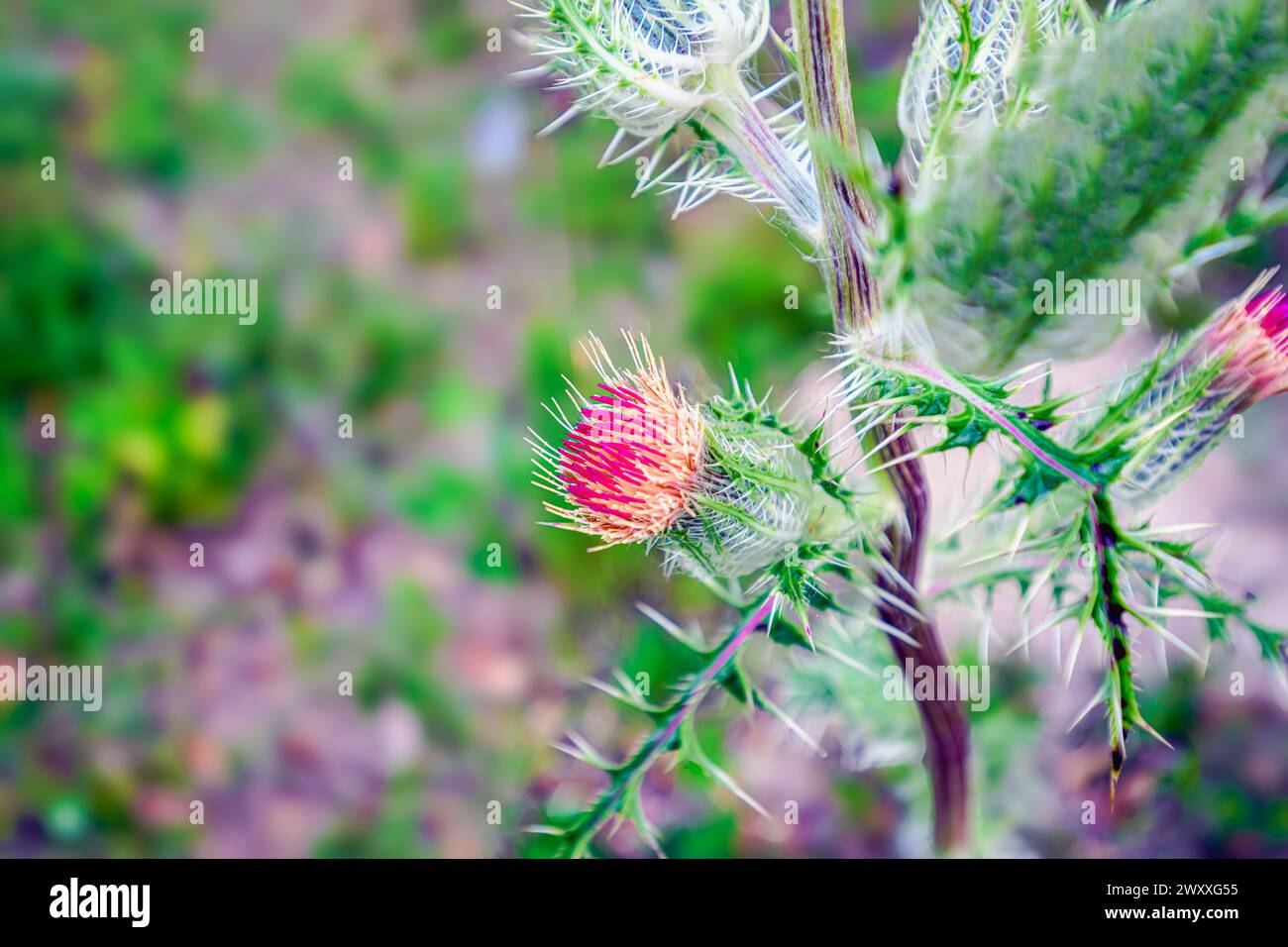 "Nature's resilience: A solitary thistle stands tall amidst the ...