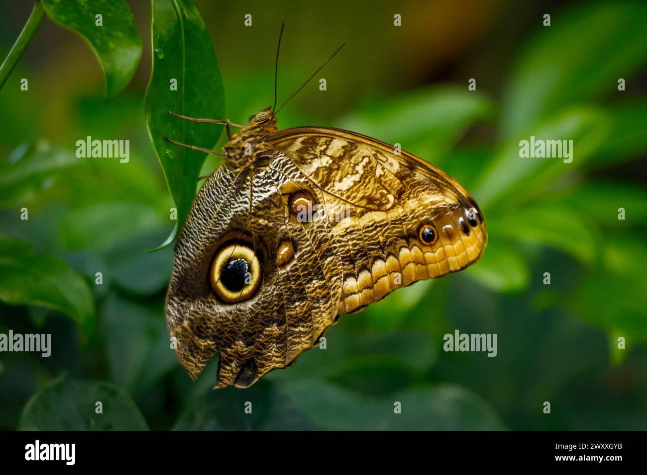 A Blue Morpho Butterfly (Morpho menelaus) with closed wings in a ...