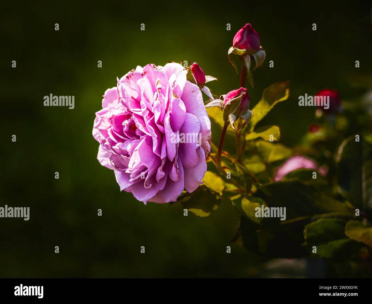 Fragrant purple rose in Full Bloom in tyhe garden Stock Photo - Alamy