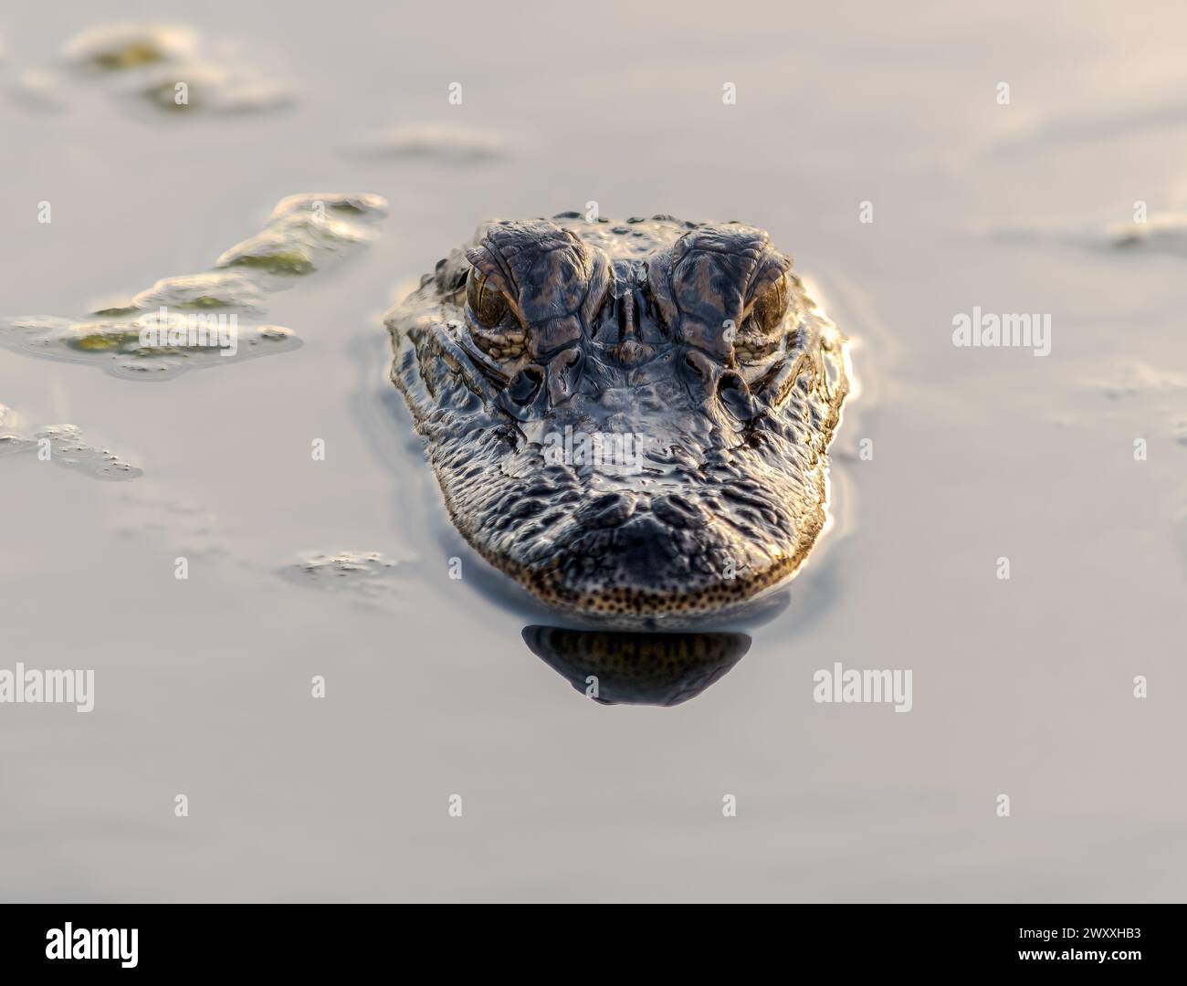 The American Alligator Close up Stock Photo - Alamy