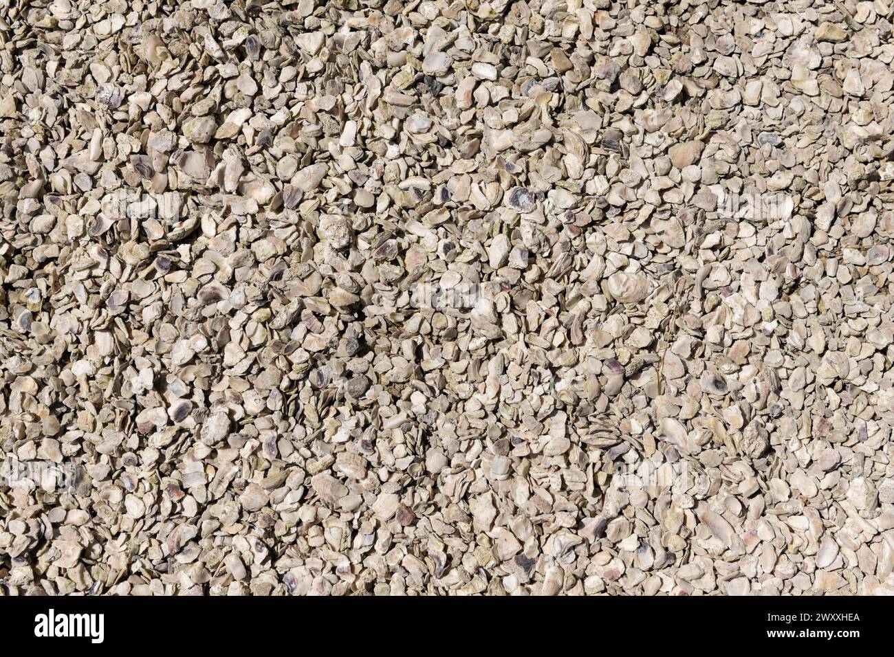 Sea shell background. Natural background of white river or sea shells ...