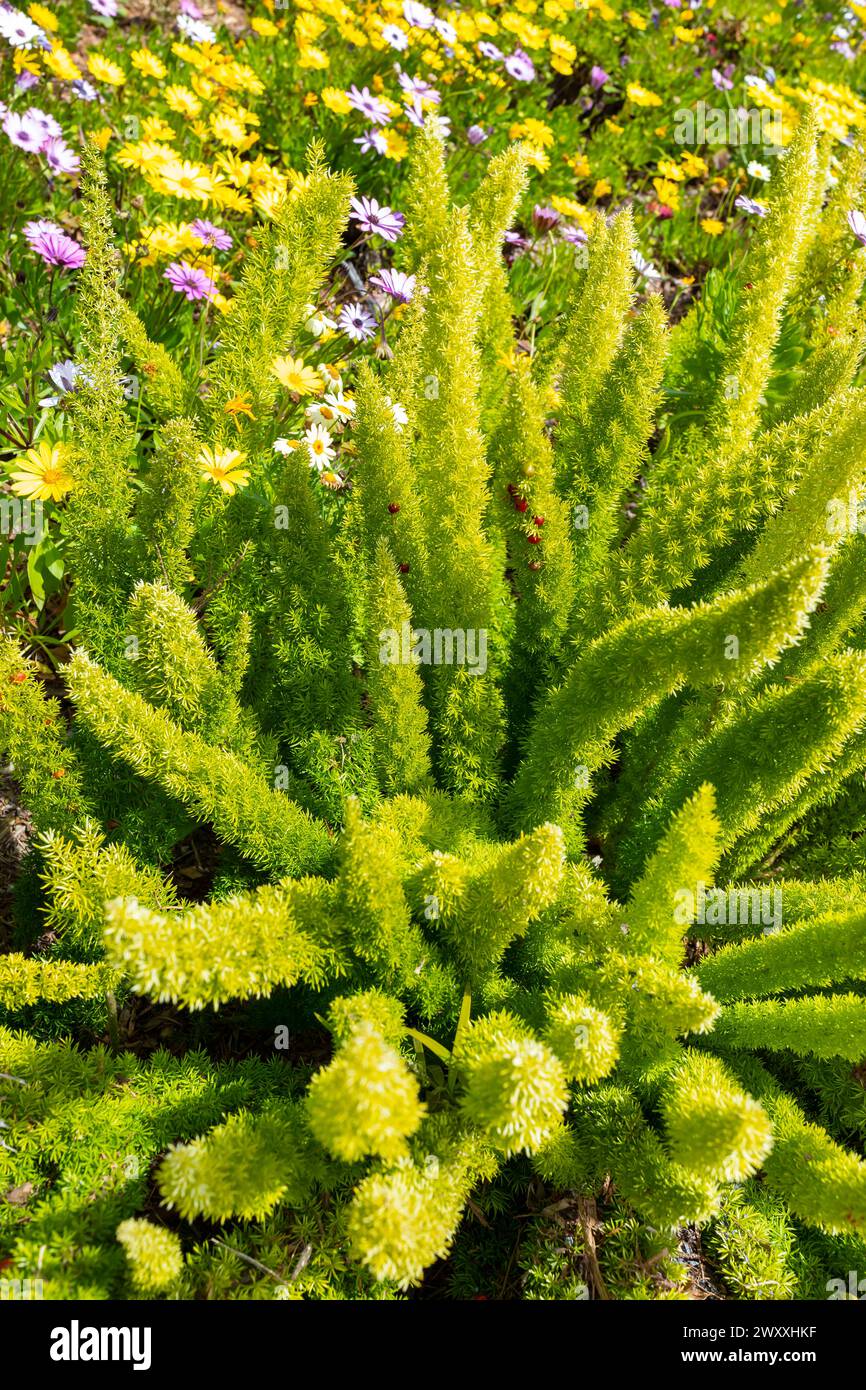 Green Foxtail Fern, Asparagus densiflorus Meyeri with Fruits, Seeds or ...