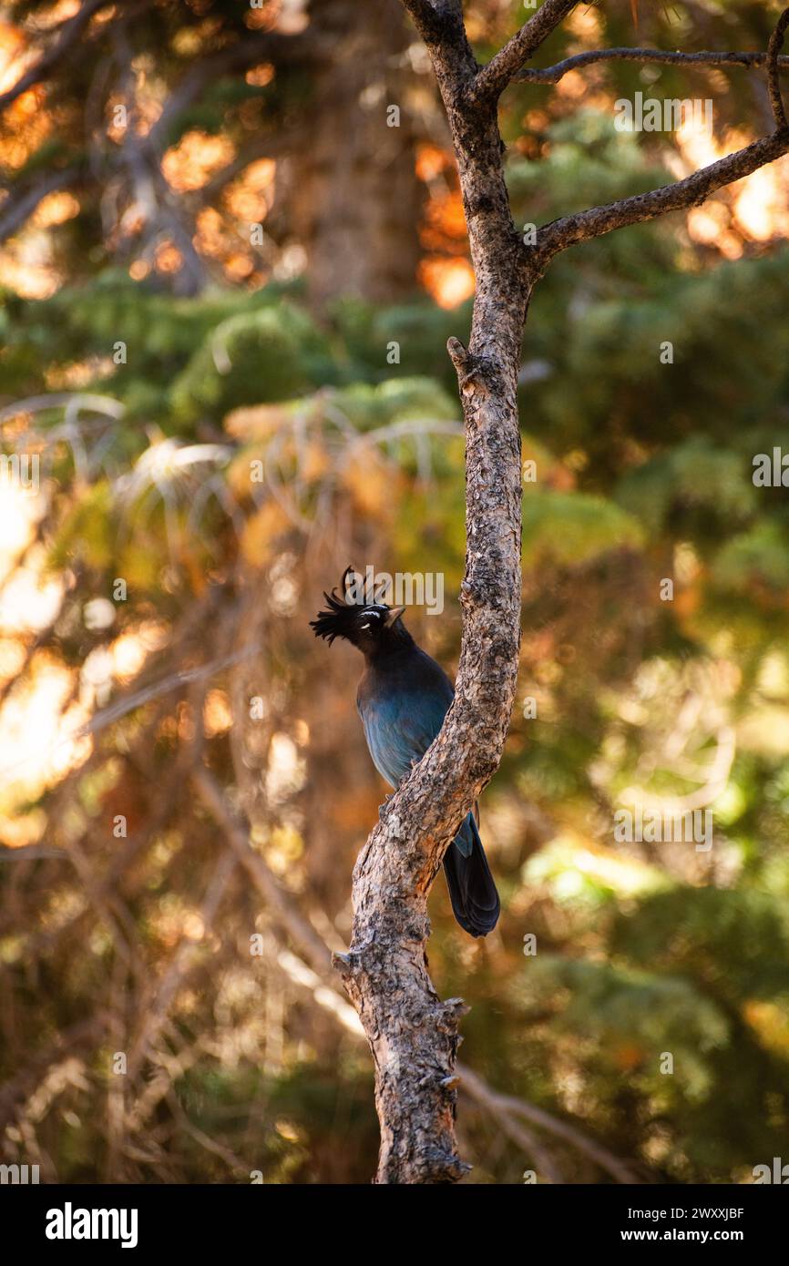 Stellar's Jay (Cyanocitta stelleri) bird perching on tree in Bryce ...