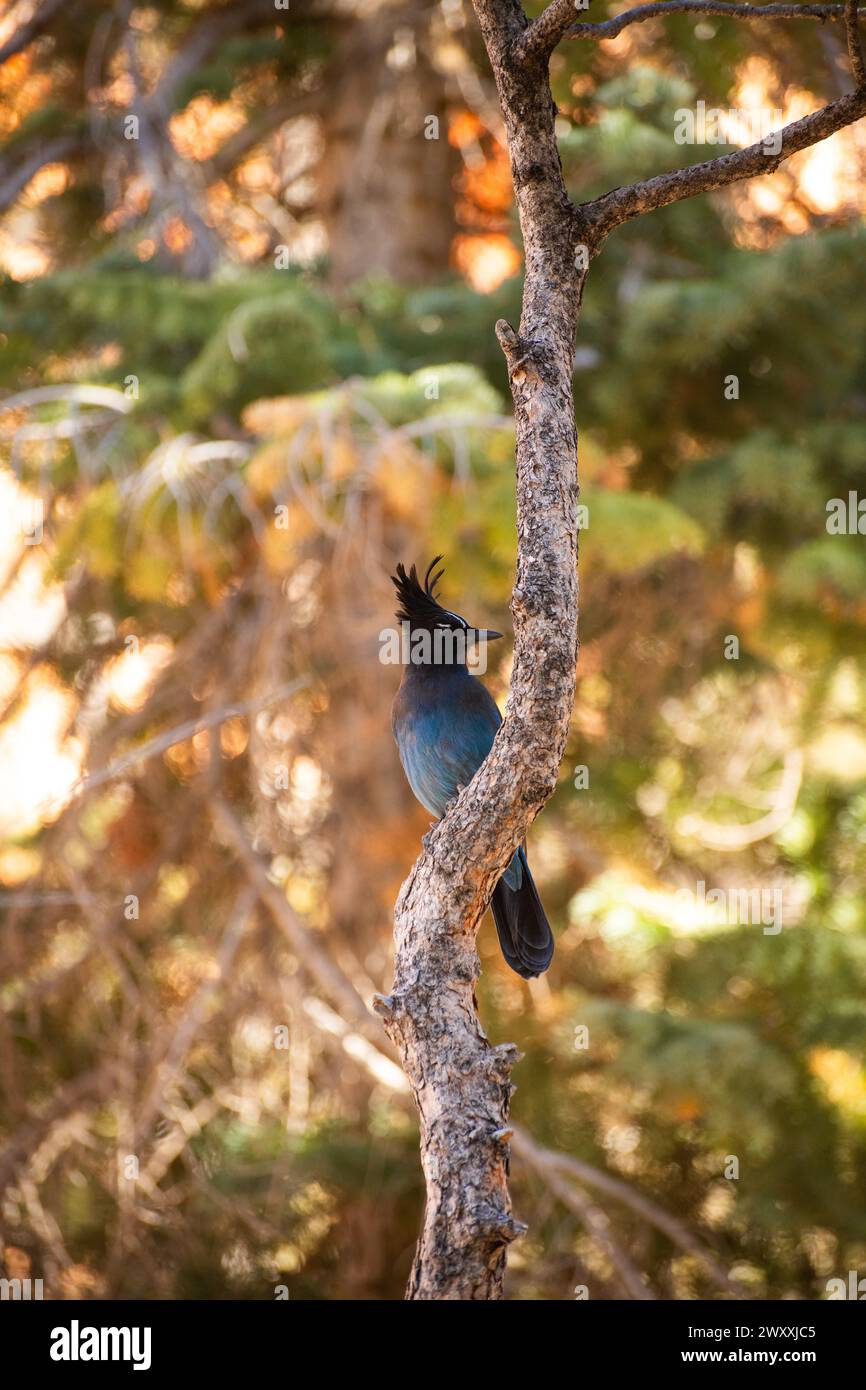 Stellar's Jay (Cyanocitta stelleri) bird perching on tree in Bryce ...