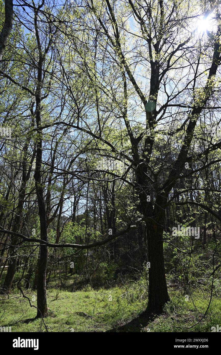 The first leaves of spring are beginning to appear on the trees at ...