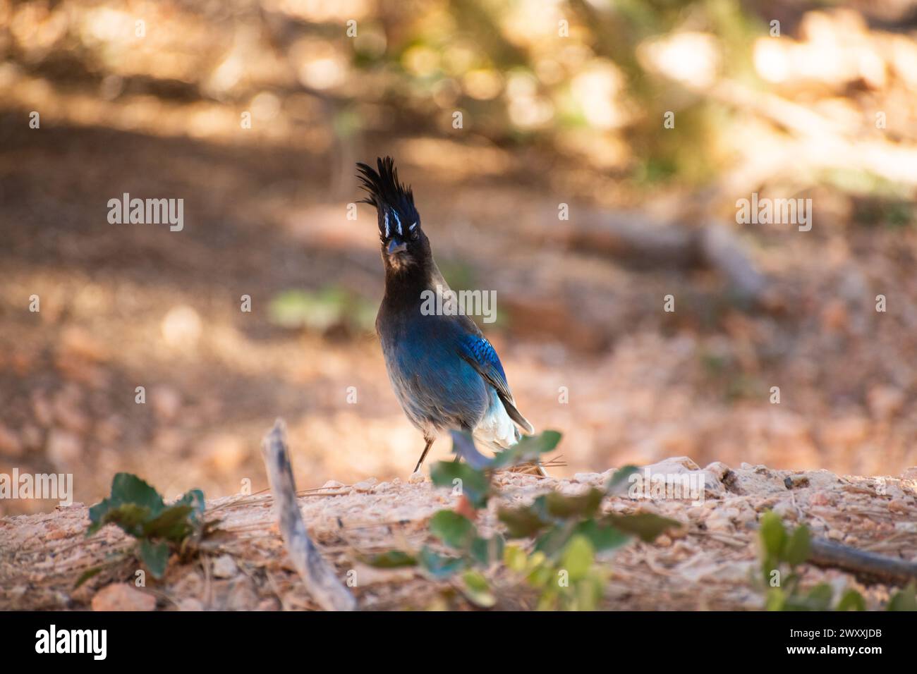 Stellar's Jay (Cyanocitta stelleri) bird foraging for food on the ...