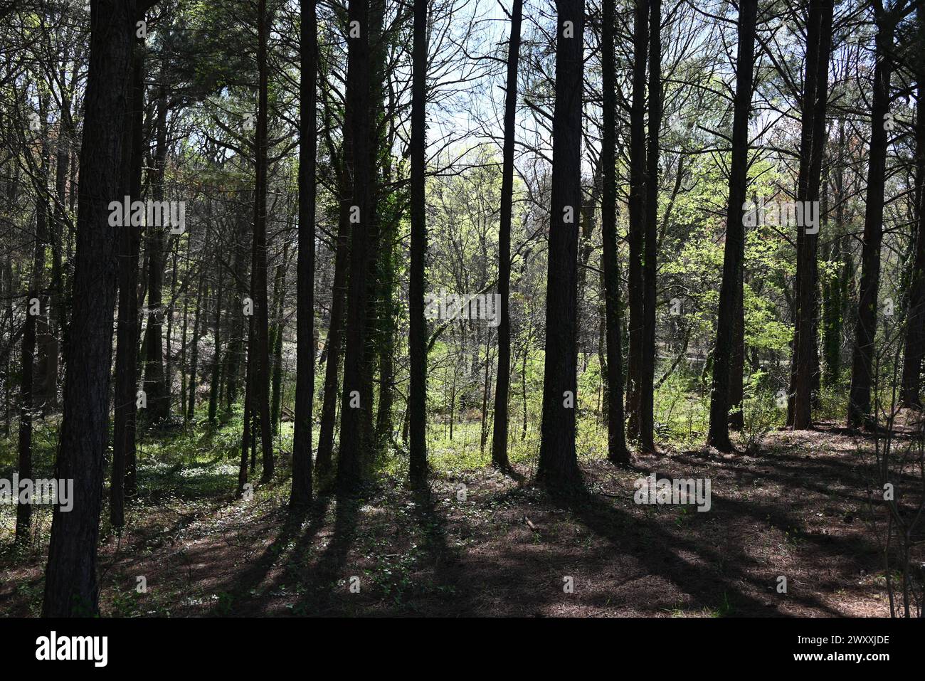 The first leaves of spring are beginning to appear on the trees at ...