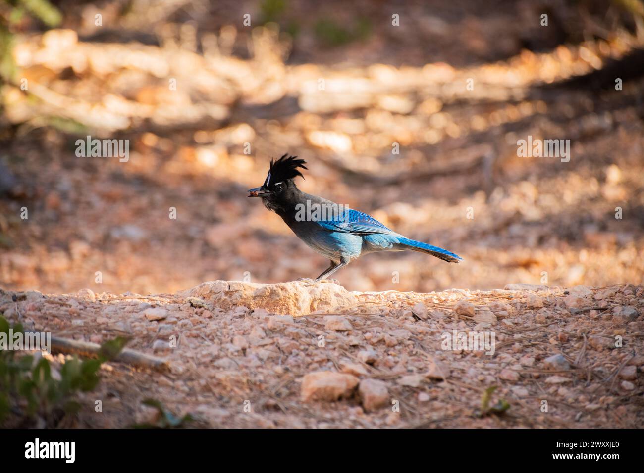 Stellar's Jay (Cyanocitta stelleri) bird foraging for food on the ...