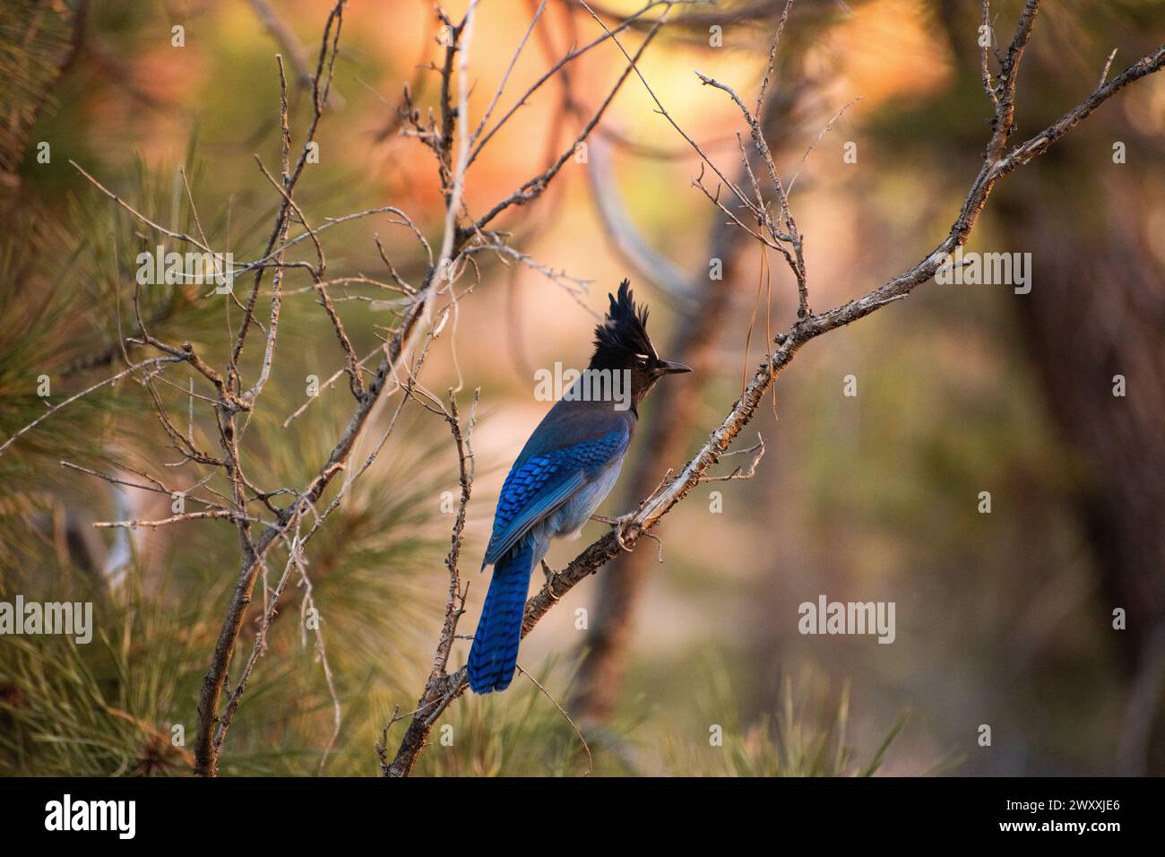 Stellar's Jay (Cyanocitta stelleri) bird perching on tree in Bryce ...
