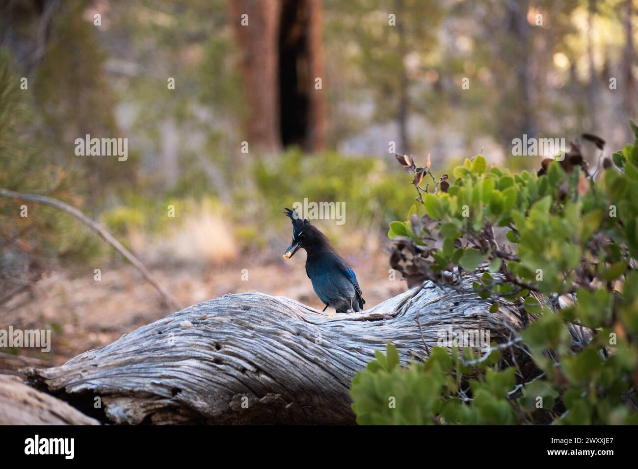 Stellar's Jay (Cyanocitta stelleri) bird foraging for food on the ...