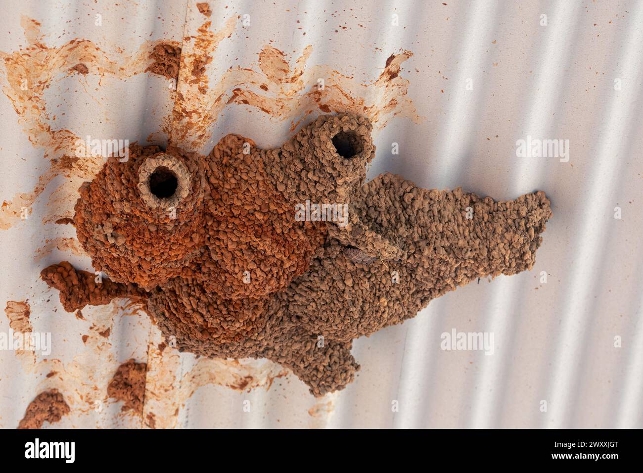 Mud nests of Tree Martins (Hirundo nigricans), Western Australia, WA ...