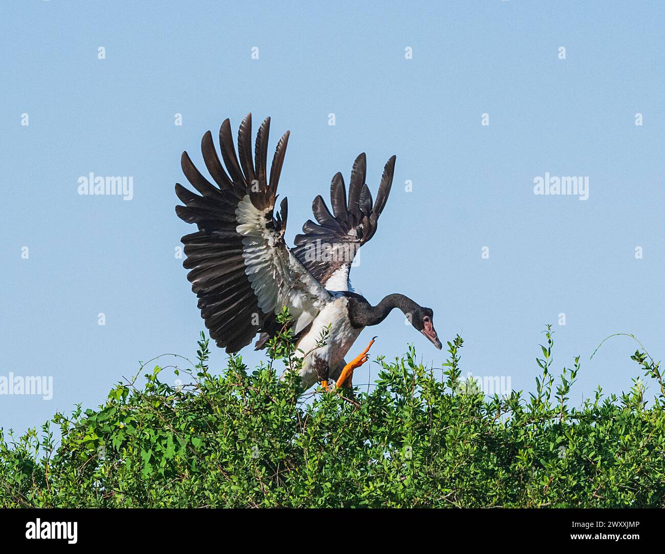 Australian goose hi-res stock photography and images - Alamy