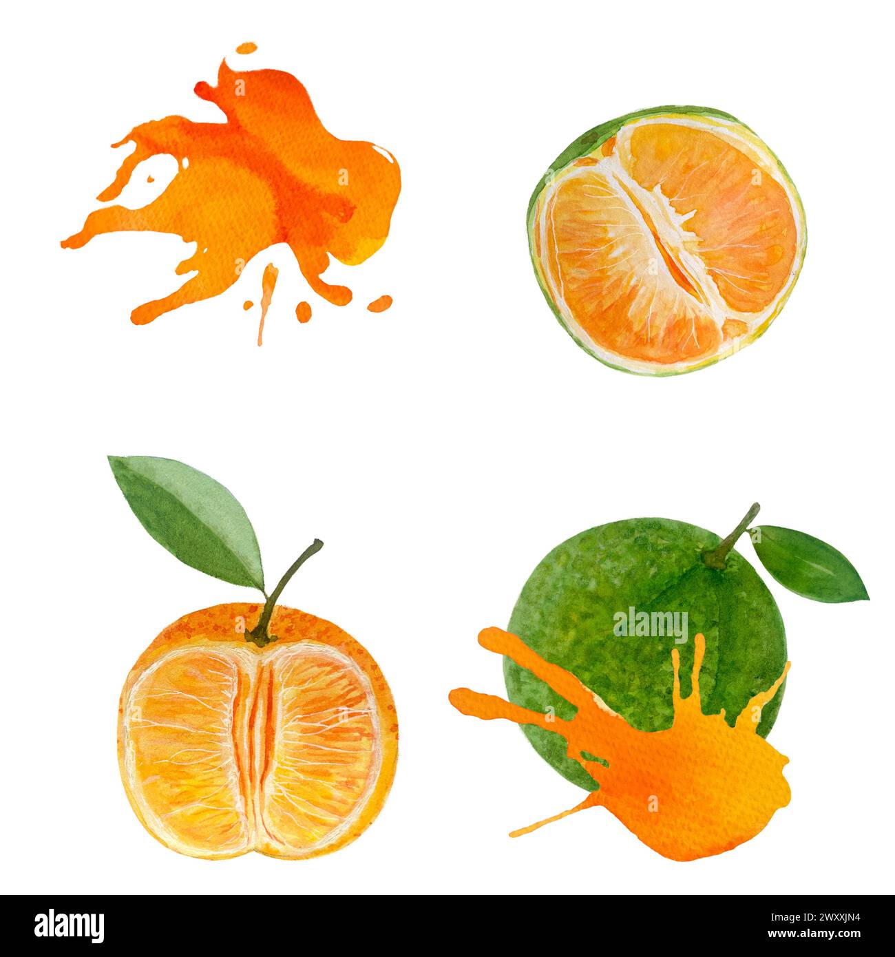 Green tangerine with color splash watercolor set isolated on white ...