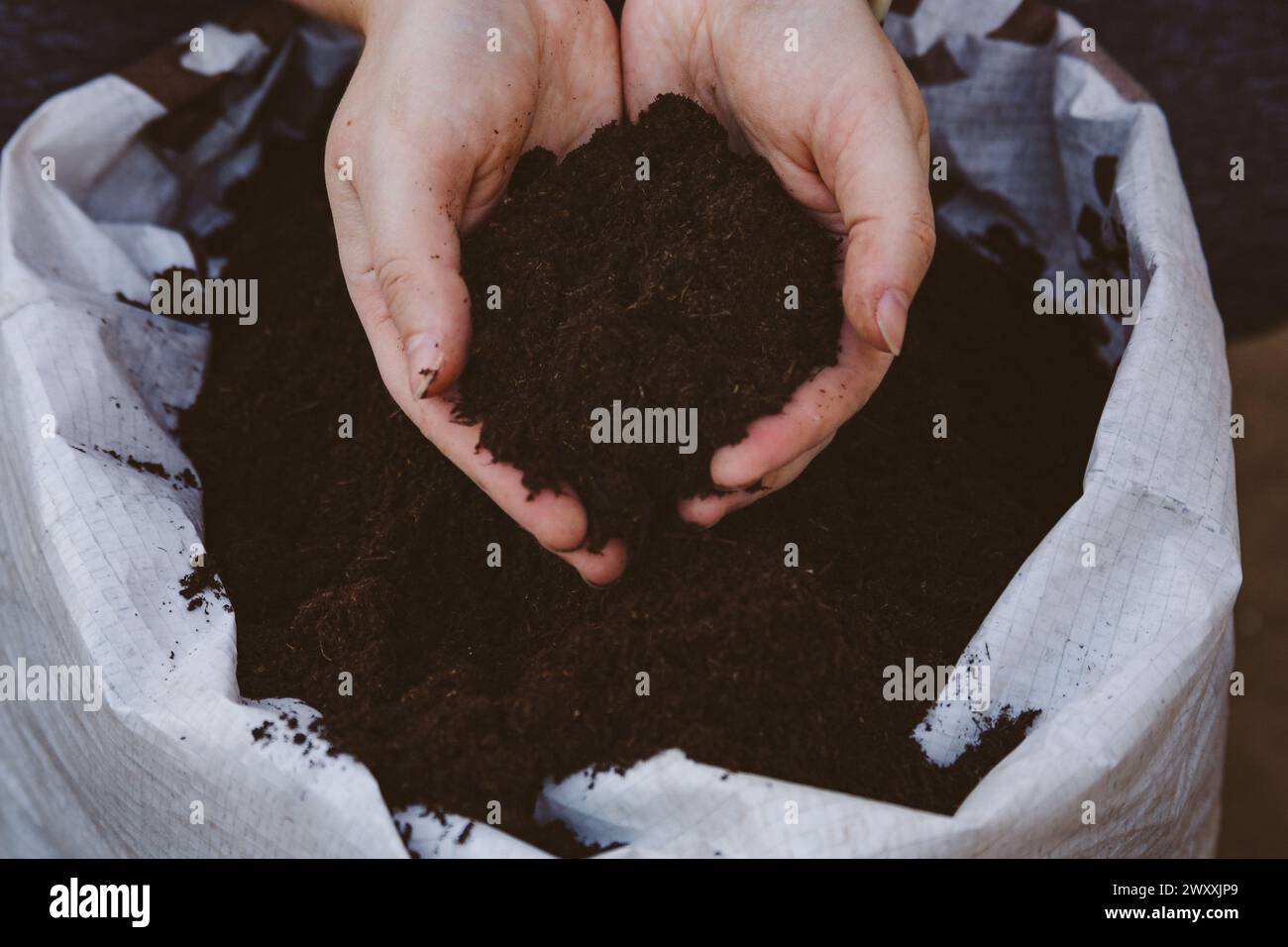 Hand of woman hold dark rich soil full of humus in white bag Stock ...