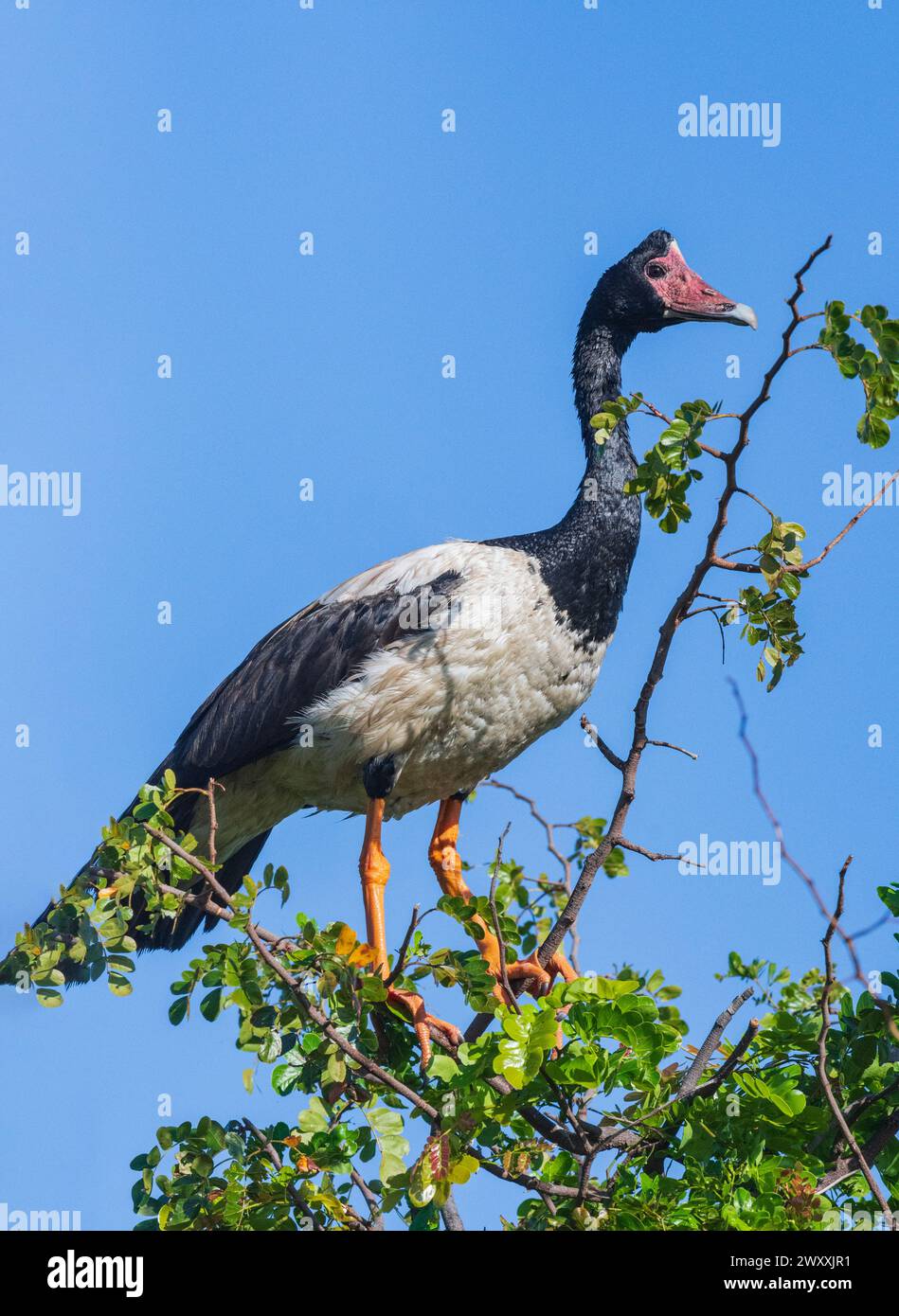 Australian goose hi-res stock photography and images - Alamy